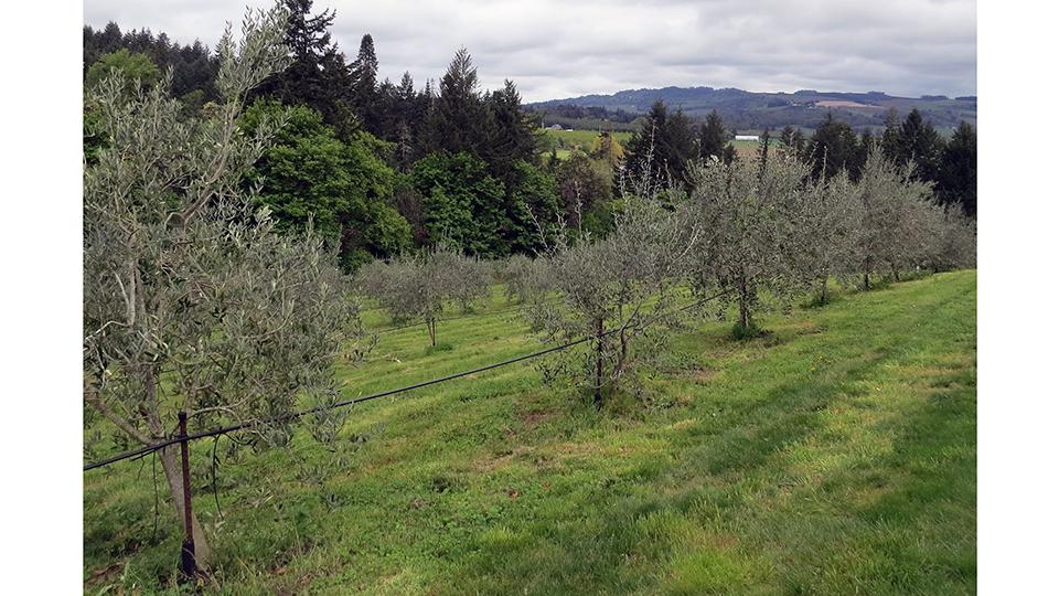 Olives Research Project Helps Growing Interests in the PNW - Growing ...