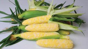 12 Sweet Corn Varieties Florida Growers Can Count On - Growing Produce