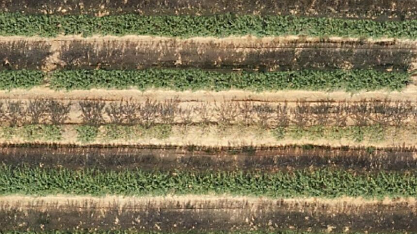 Update on Fertigation Management Practices Provides Fruitful Intel for ...