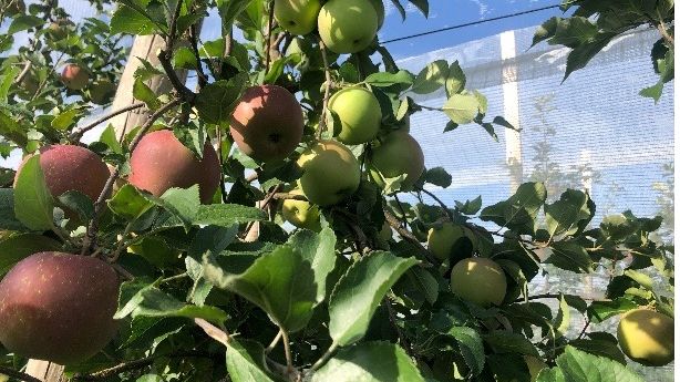 Say Hello To 'EverCrisp’ 2.0 – A Real Looker of an Apple - Growing Produce
