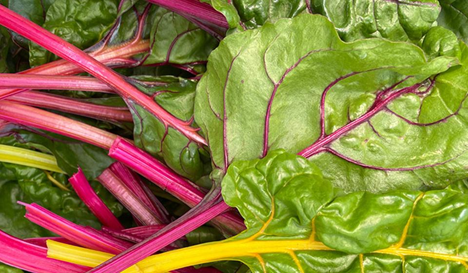 Uncommon Produce Stepping up to the Plate for This South Dakota Grower ...