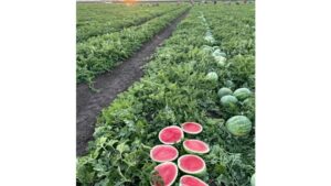 Wisdom on What It Takes To Grow Amazing Watermelons - Growing Produce
