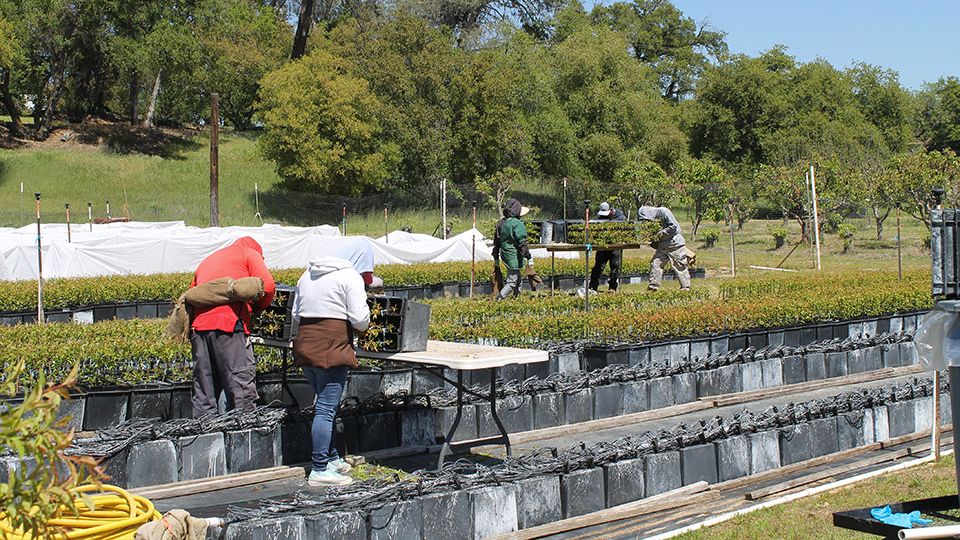 Overabundance of Fruit Tree Rootstock Options a Growing Issue for ...