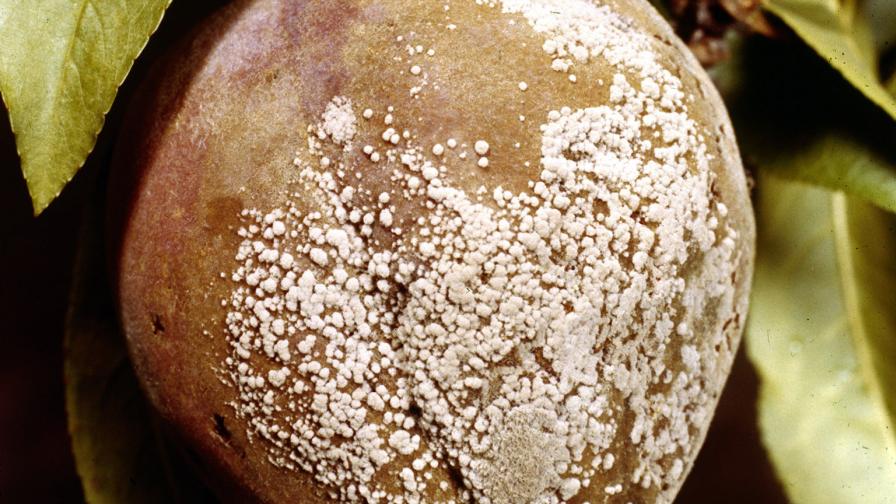 Take Control Now of Brown Rot In Stone Fruit Crops - Growing Produce