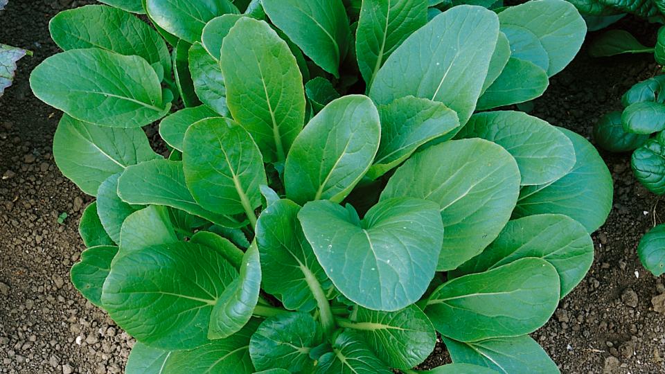 16 Unique Leafy Green Varieties You'll Want to Grow - Growing Produce