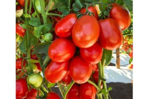 The Top Tomato Varieties Growers Should Know in 2024 - Growing Produce