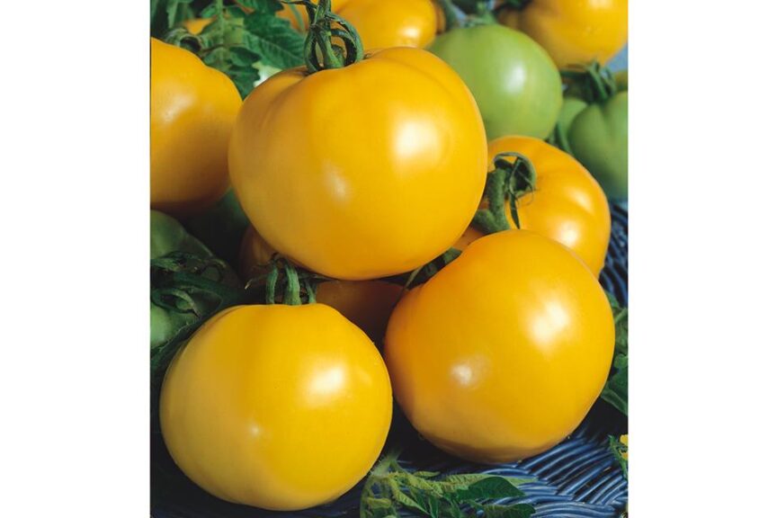 This Year's Best Tomato Varieties Growers Should Consider - Growing Produce