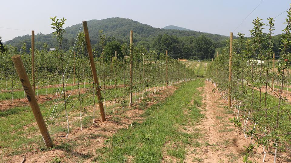 The Top 10 Muscadine Grape Varieties For Consumer Appeal - Growing Produce