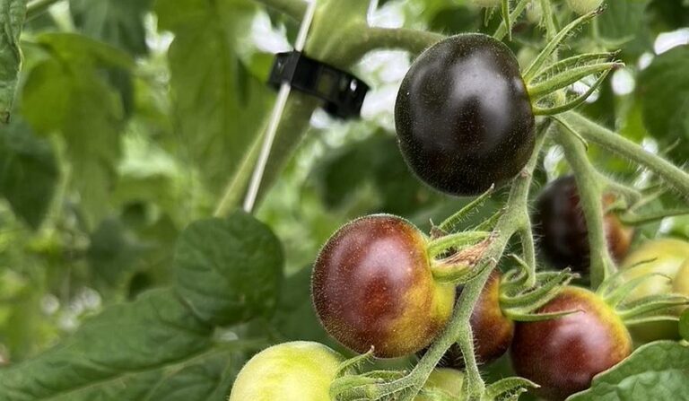 GMO Purple Tomato Looks Good To Grow Now After Getting Green Light ...