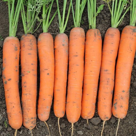 Top Carrot Varieties Ready for the Picking Right Now - Growing Produce