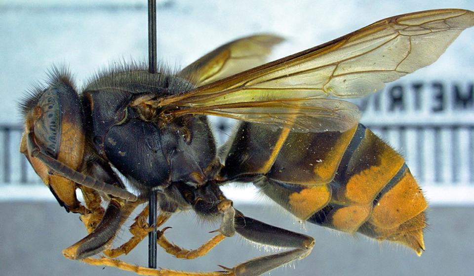 Heads up! Invasive Yellow-Legged Hornet Could Be Big Trouble for Honey ...