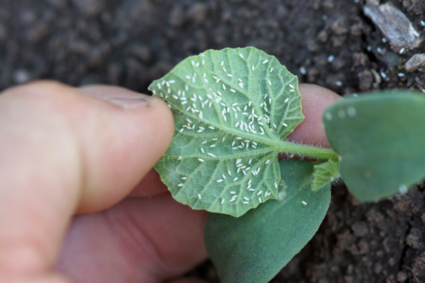 Helpful Tips for Whitefly Management in Melons - Growing Produce