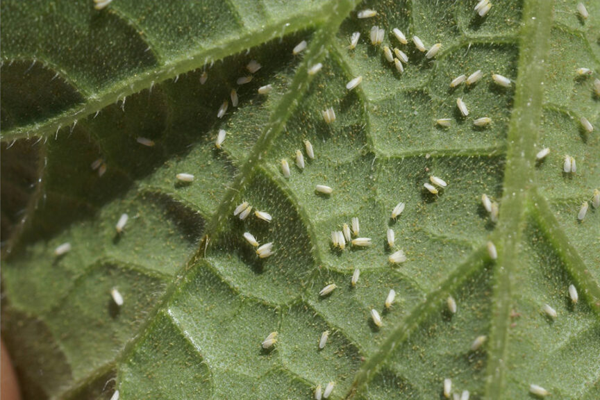 Helpful Tips for Whitefly Management in Melons - Growing Produce