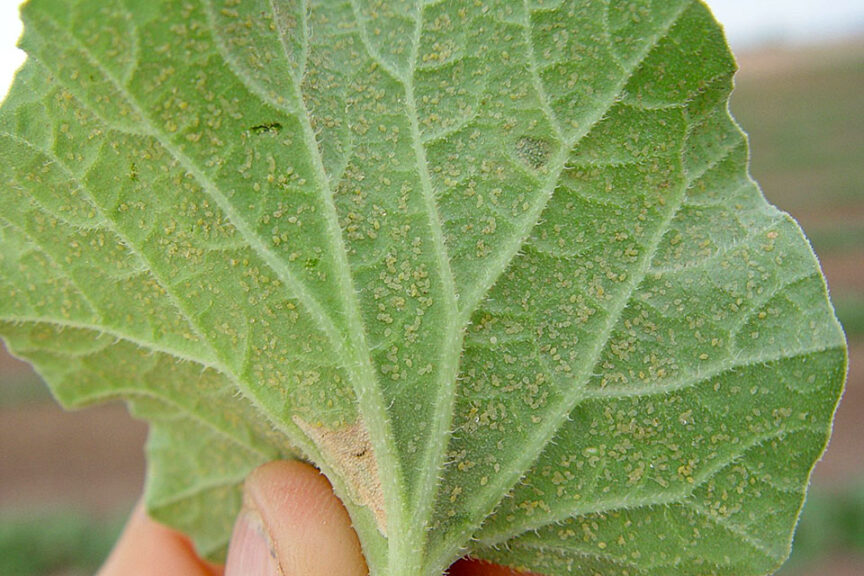 Helpful Tips for Whitefly Management in Melons - Growing Produce
