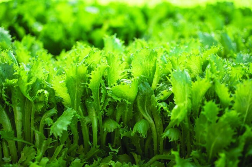 The Top Leafy Greens You'll Want To Grow Right Now - Growing Produce