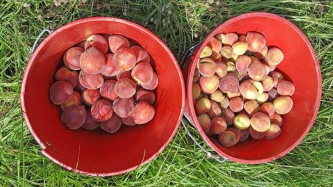 Navigating the Ups and Downs of Peach Production in the Southeast U.S ...