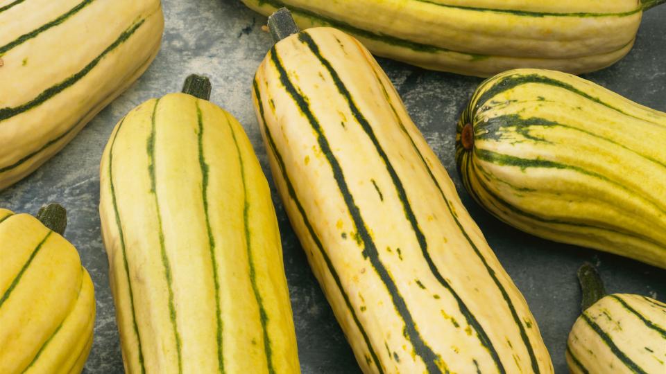 The Latest Pumpkin and Squash Varieties for Growers - Growing Produce