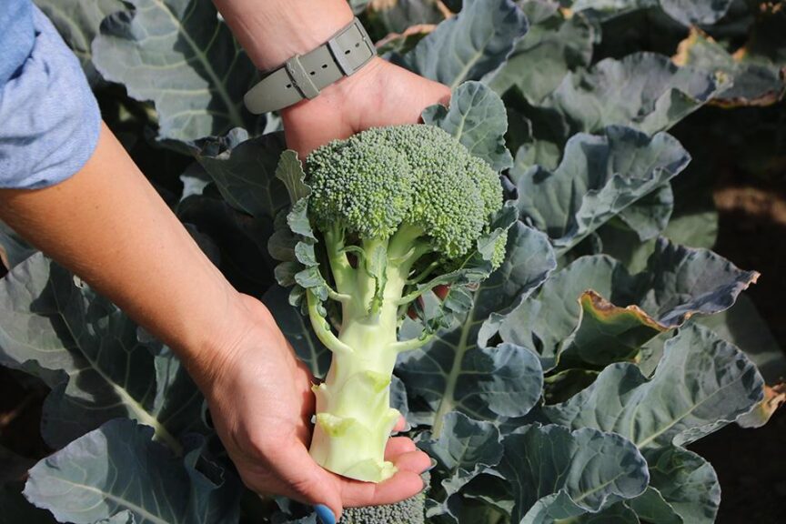 The Latest Broccoli Varieties Growers Need To Check Out - Growing Produce