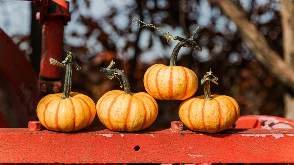 Super Squash and Prime Pumpkin Varieties for Growers To Pick and Choose ...