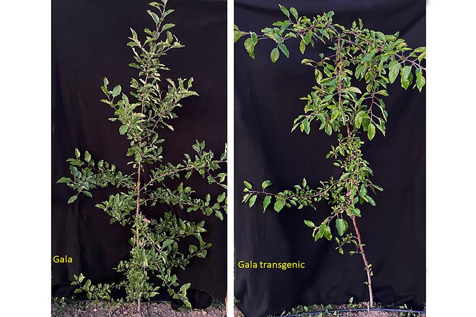 The Science Behind Why Weeping Growth in Apple Trees Defy Gravity ...