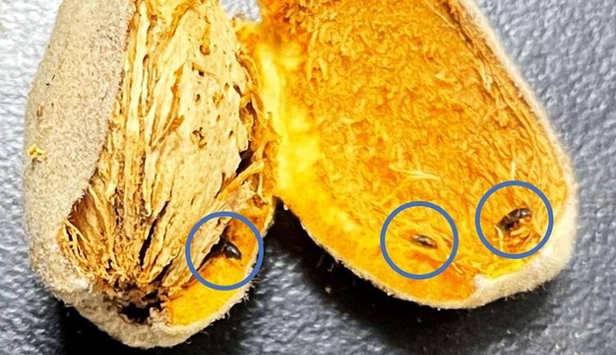 New Pest Found Infesting California Almond And Pistachio Crops ...