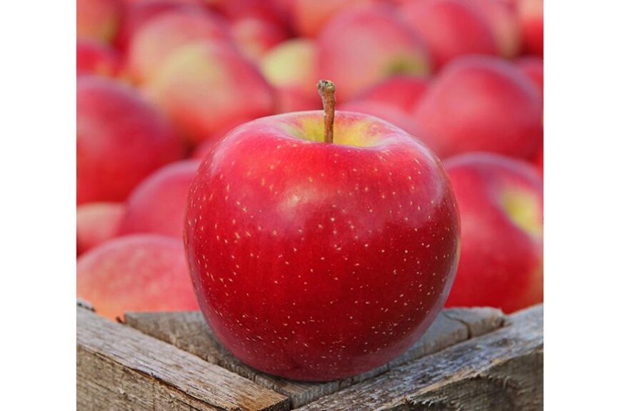 Spotlight On 6 Sweet Apple and Berry Varieties - Growing Produce