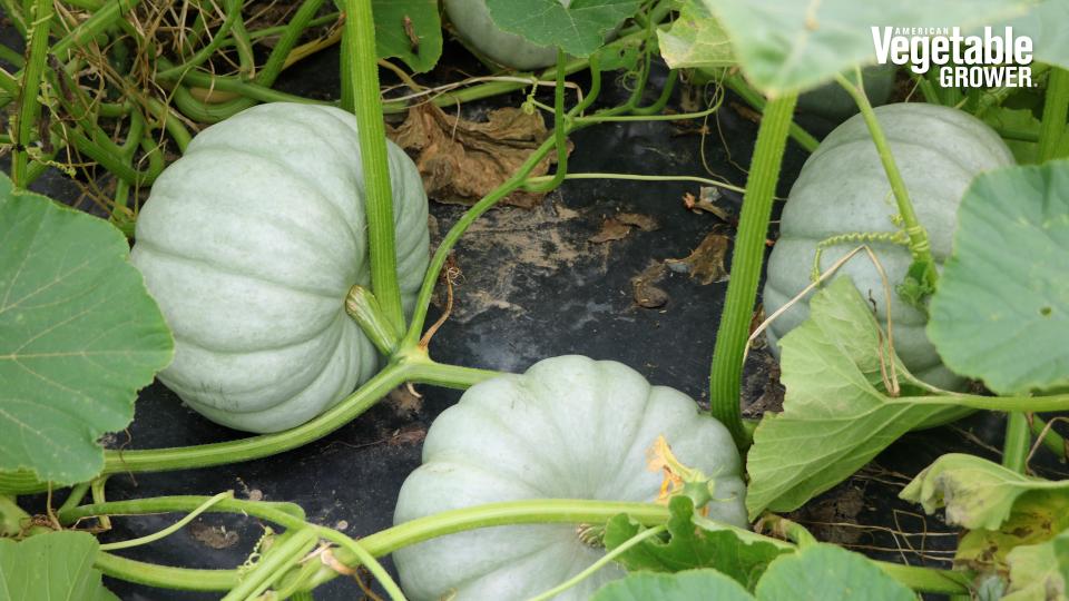 2023 Vegetable Seed Trials: New Pumpkins for the Picking [Videos ...