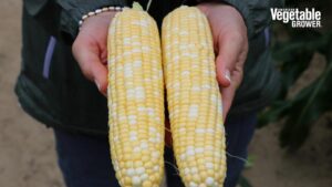 2023 Vegetable Seed Trials: New Sweet Corn Selections To Watch [Videos ...