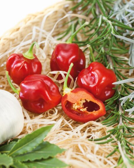 Potent Pepper Varieties That You'll Want To Grow - Growing Produce