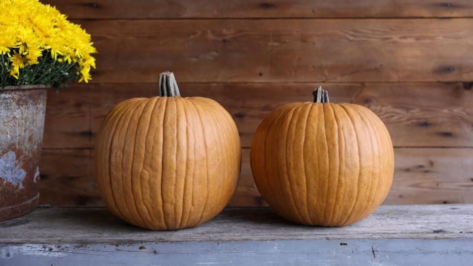 The Latest Pumpkin and Squash Varieties for Growers - Growing Produce