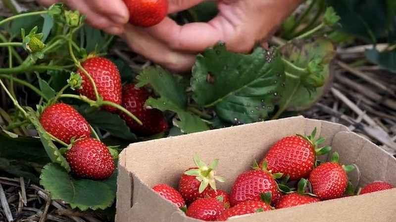 Bird Damage Plagues Most Fruit Growers - Growing Produce