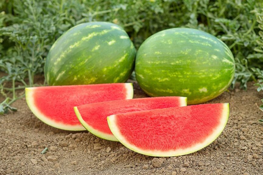 Watermelon Varieties You Will Want To Know and Grow in 2024 - Growing ...