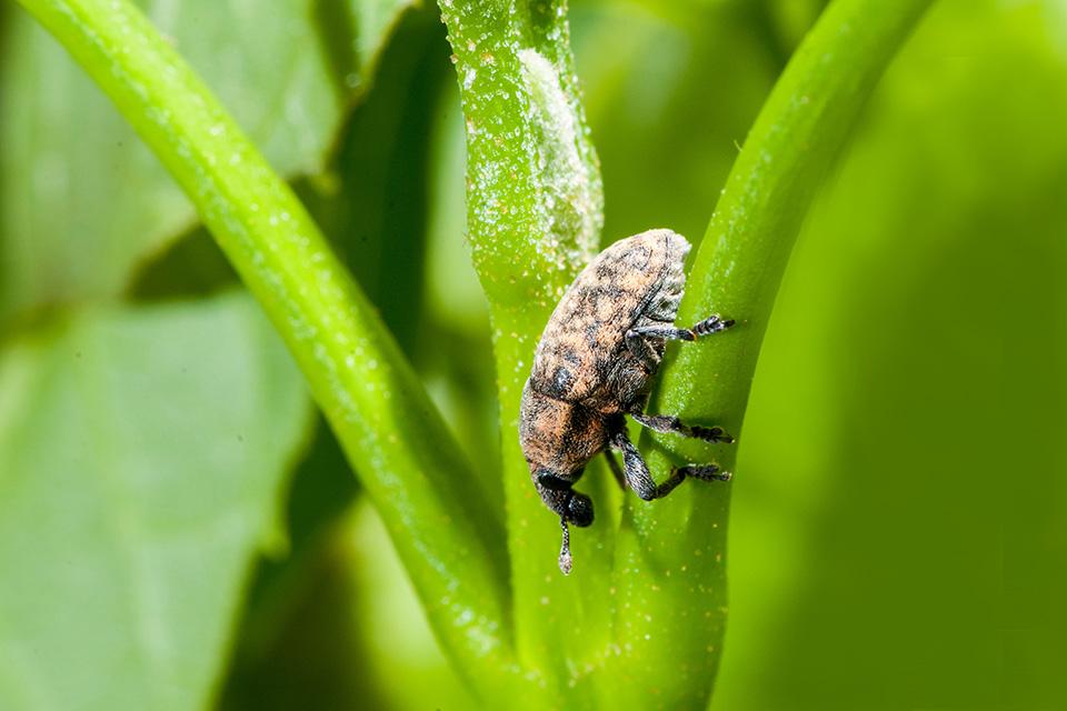 Weed Control Archives - Growing Produce