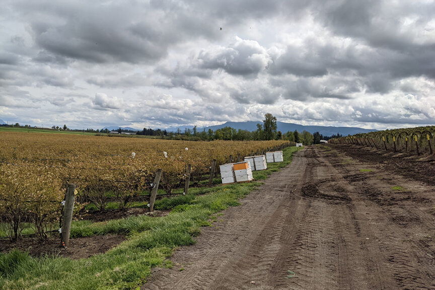 Ways Blueberry Growers Can Best Maximize Pollination in Their Fields ...