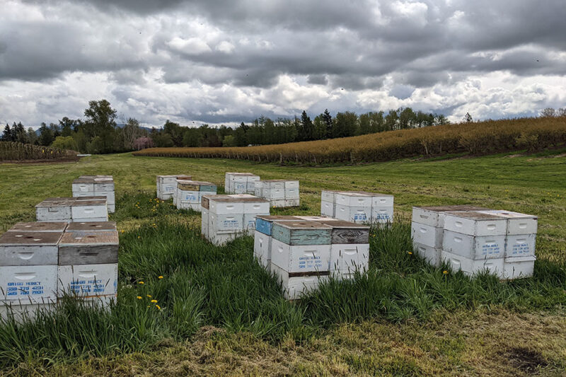 Ways Blueberry Growers Can Best Maximize Pollination in Their Fields ...