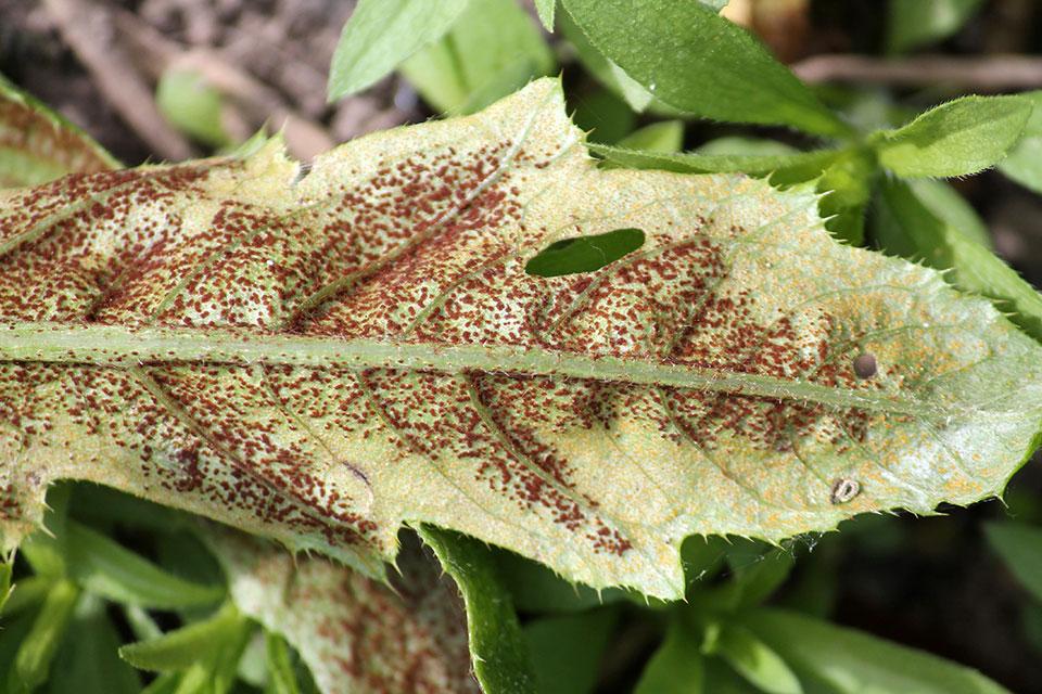 Good Bugs Helping Grape Growers Win Against Weeds - Growing Produce