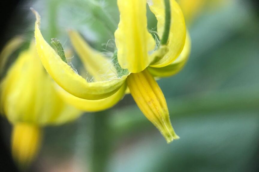 Biocontrol Tactics for Insect and Mite Pests in Tomatoes - Growing Produce
