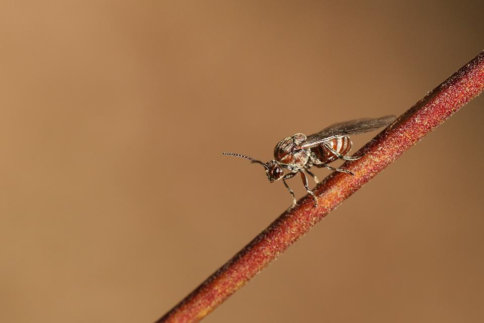 Good Bugs Helping Grape Growers Win Against Weeds - Growing Produce