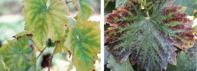Keys To Managing Potassium in Vineyards - Growing Produce