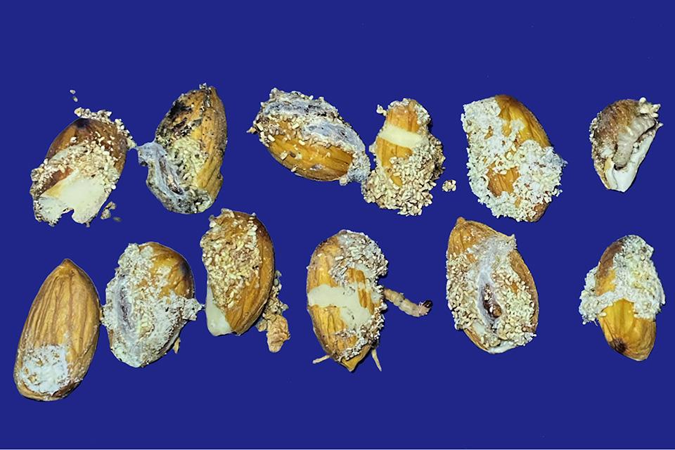 Why Almond Growers Should Never Skimp on Pest Control - Growing Produce