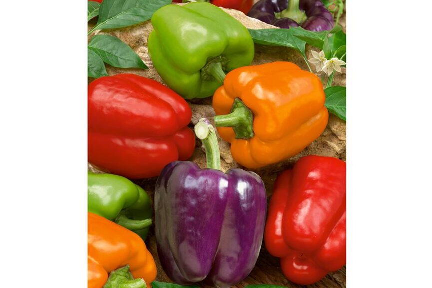 Sweet Pepper Varieties To Know and Grow - Growing Produce