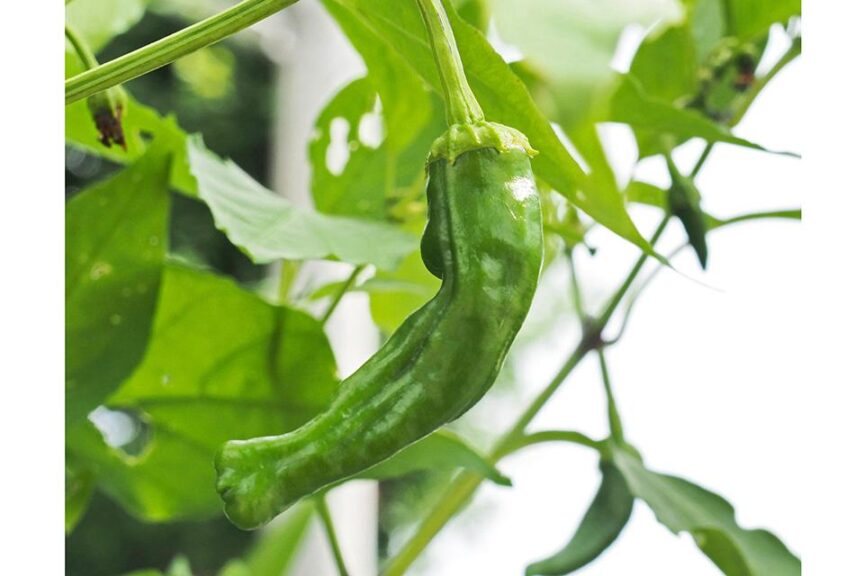 Various Pepper Varieties With Powerful Growth Potential - Growing Produce