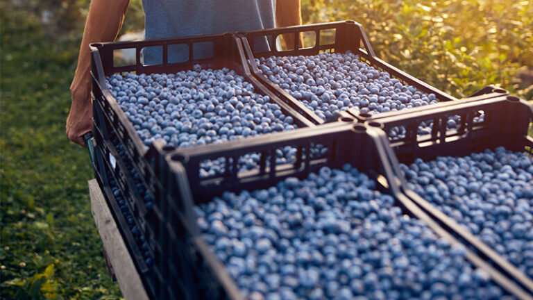 Take Control of Ripening for More Quality Blueberries and Marketable ...