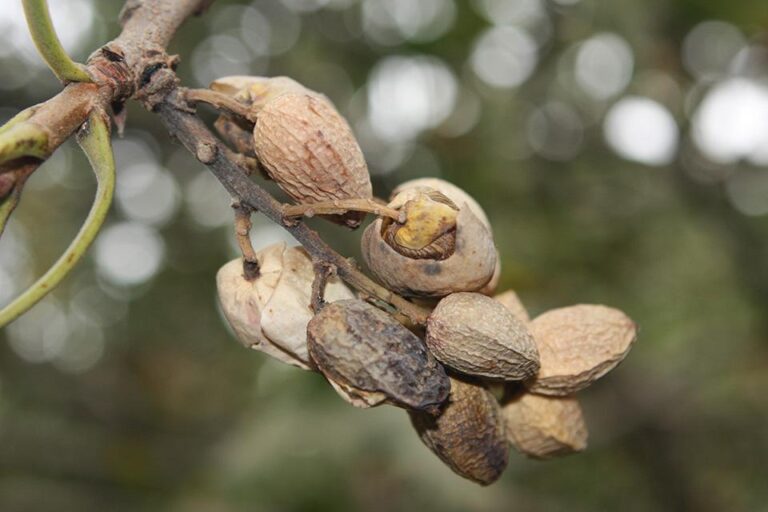 Pistachio Growers on High Alert for Botryosphaeria Disease - Growing ...
