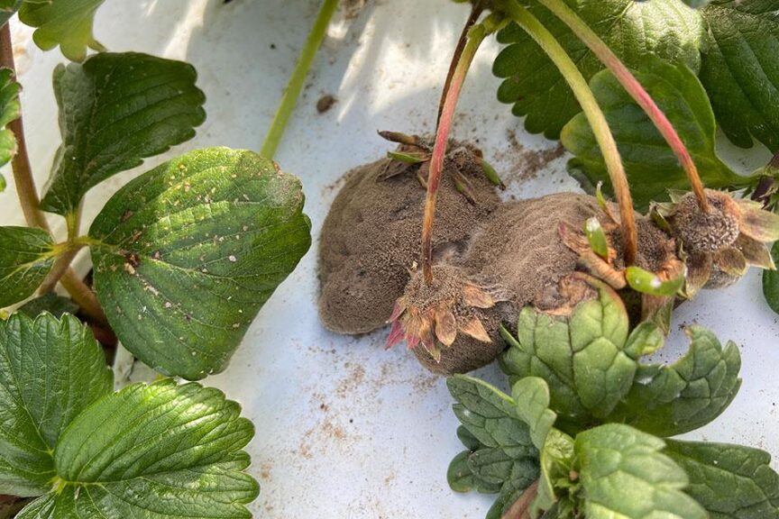 Promising Research of Biopesticide Integration in Small Fruit - Growing ...