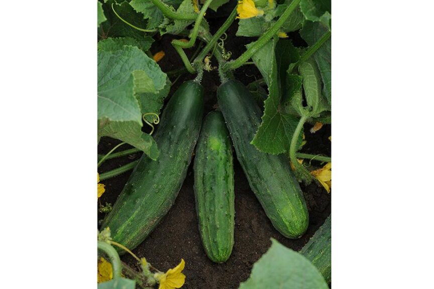 18 Cool Cucumber Varieties You Will Want To Grow - Growing Produce