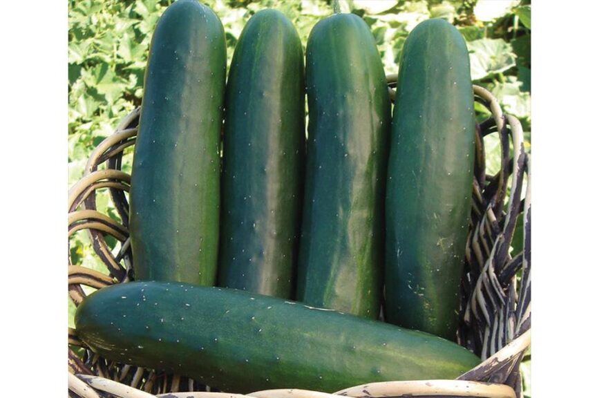 18 Cool Cucumber Varieties You Will Want To Grow - Growing Produce