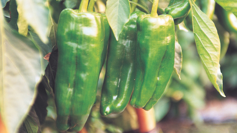 Florida Fruiting Vegetable Crop Growers Welcome Major Nematicide ...