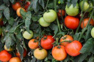 The Top Tomato Varieties Growers Should Know in 2024 - Growing Produce
