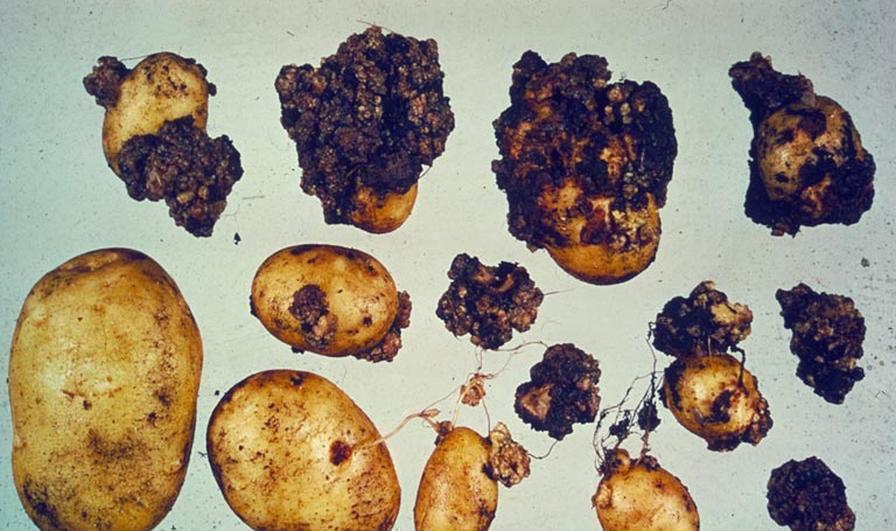 Urgent Call for Action To Protect U.S. Growers From Potato Wart ...